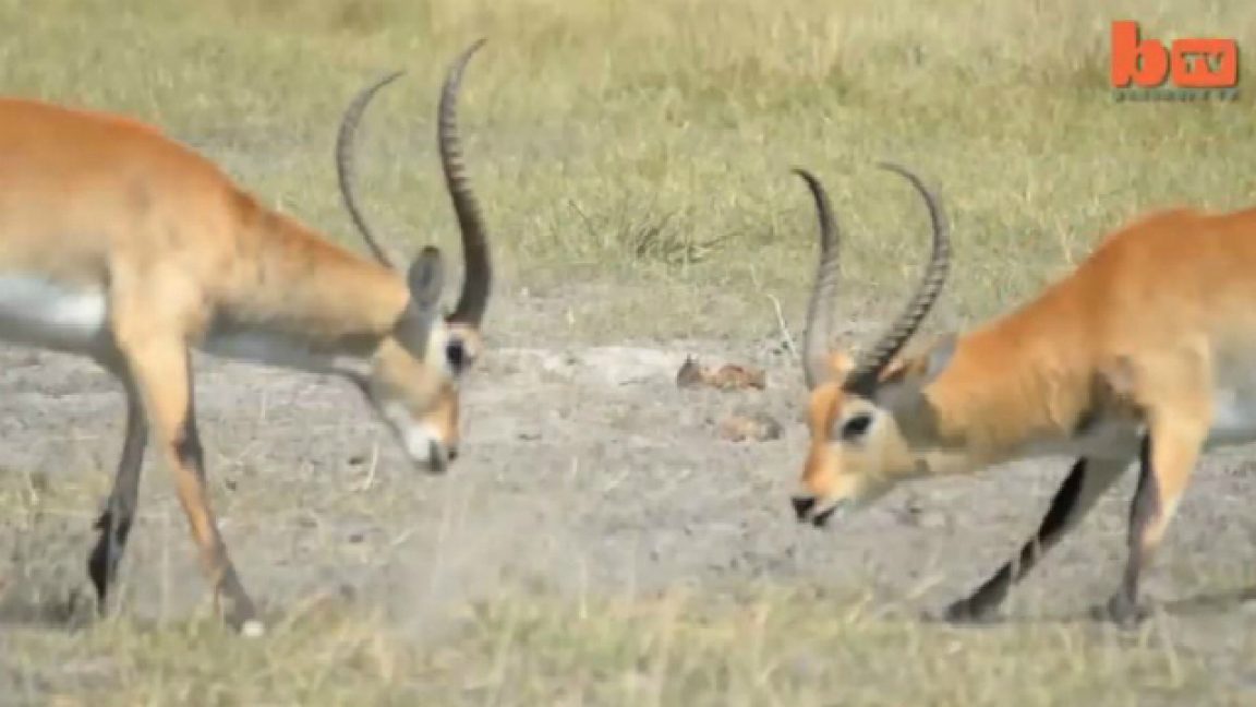 Leopard Attack: Antelope Narrowly Escapes Death