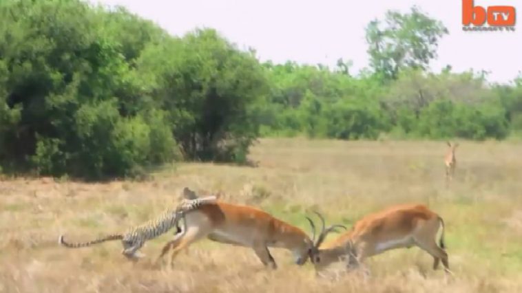 Leopard Attack: Antelope Narrowly Escapes Death