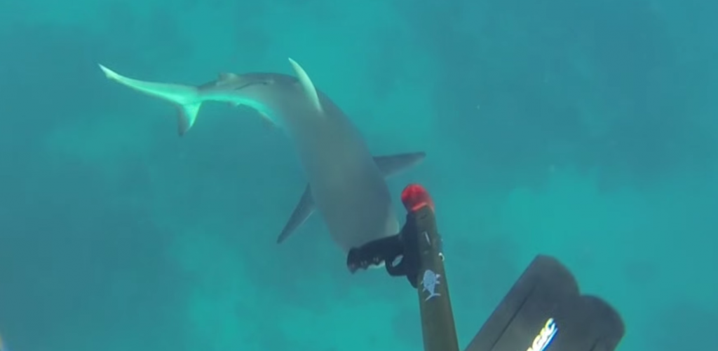 Shark Charges Diver while Spearfishing Shark Charges Diver while Spearfishing