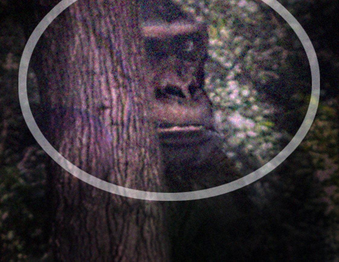 Ancient 12 Foot Giant Ape: The Real Bigfoot?