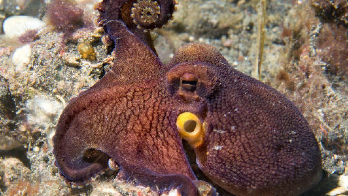 This Octopus Kills Every Shark That Comes Into its Aquarium (VIDEO)