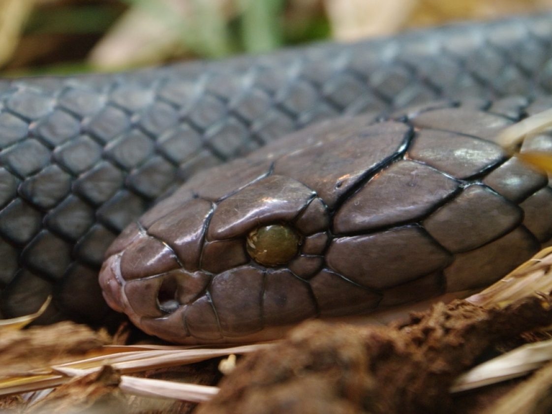 Hybrid "Super Snakes" Roam Florida Everglades