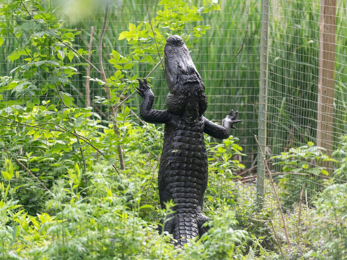 Orange Alligators Roaming the Carolinas