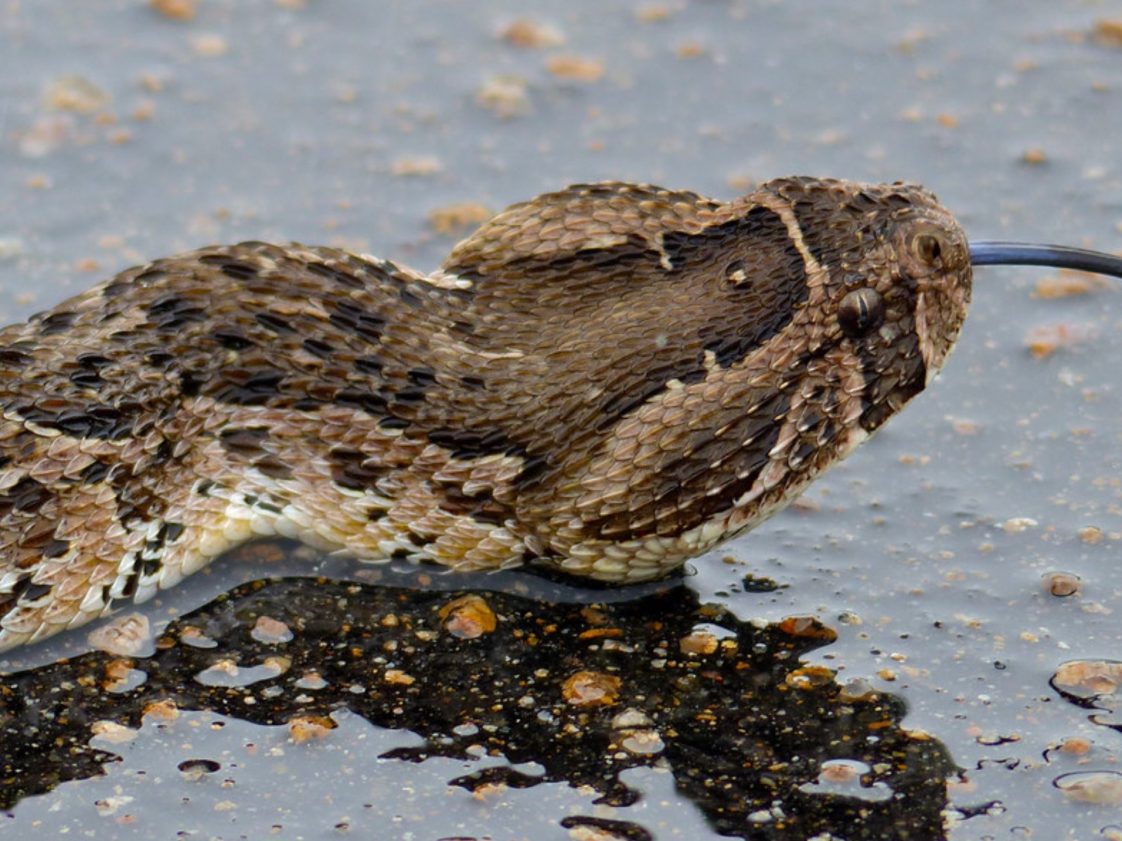 Python Constricts Leopard As It Fights Back