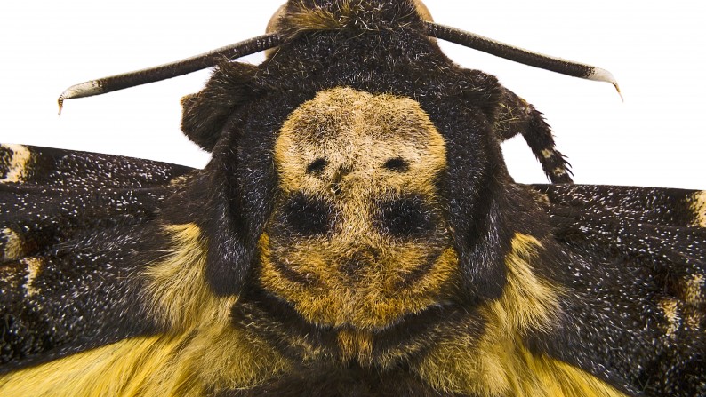 Strange Moth Has a Skull Pattern on Its Back, Squeaks Like a Mouse ...