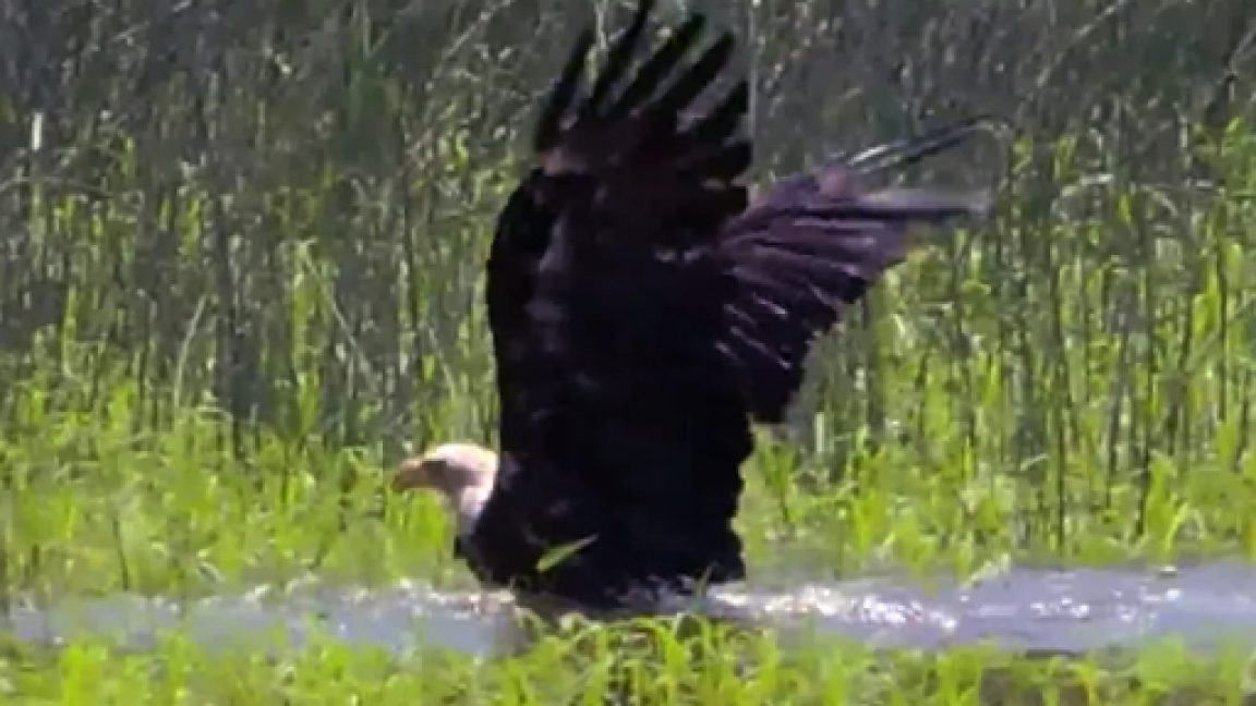 Bald Eagle Swims Across Lake