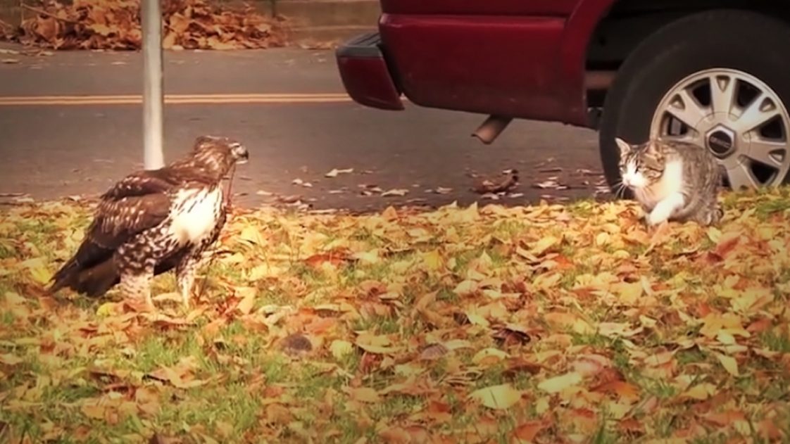 Cat vs. Hawk - Intense Standoff