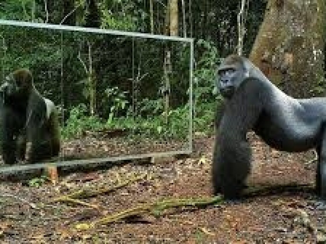 Baboons vs. Wild Dogs: Stand-Off in the Road