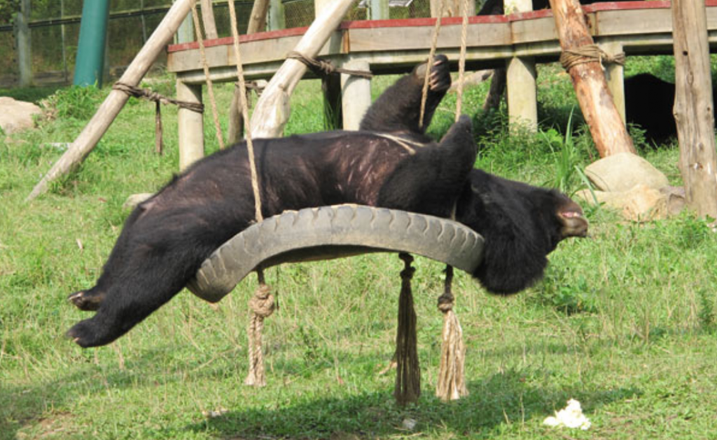 Bear Rescued From Bile Farm, Has Best Day Ever (VIDEO)