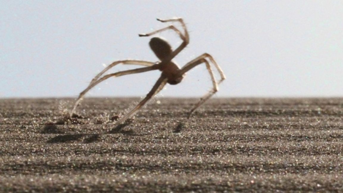 Meet the Flic-Flac Spider: Acrobatic Desert Spider Does Cartwheels When ...