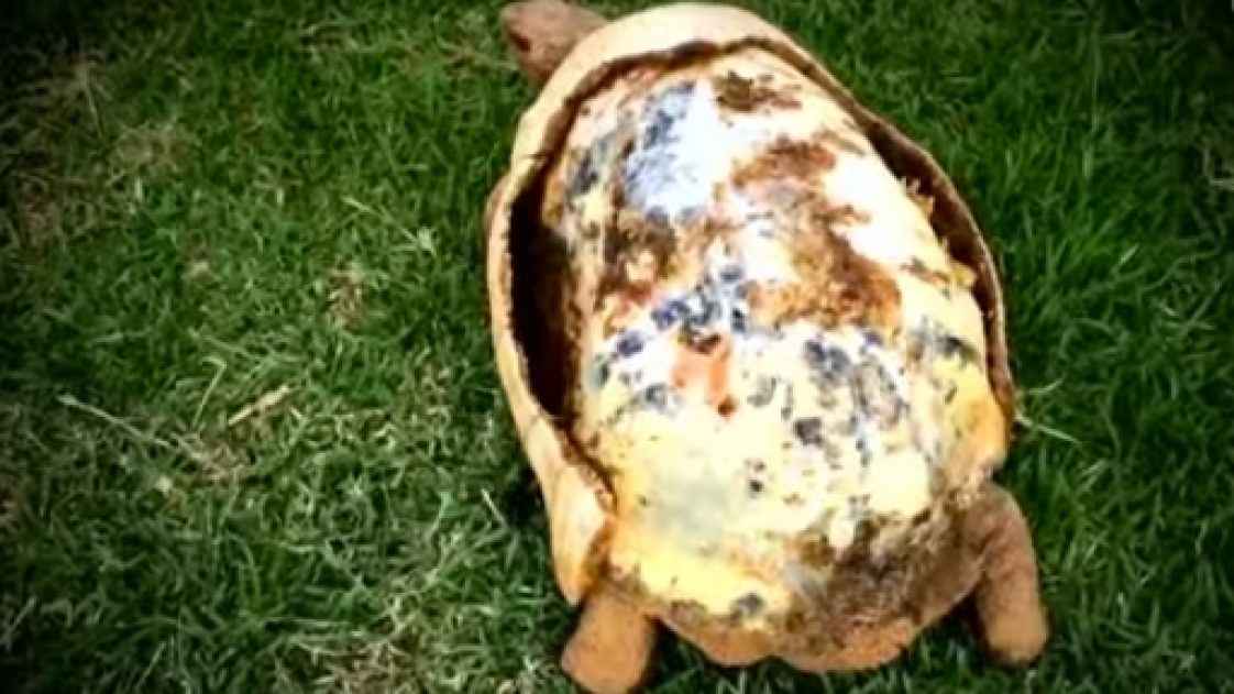 Tenacious Tortoise Loses Shell in Forest Fire, Gets 3D-Printed Peplacement