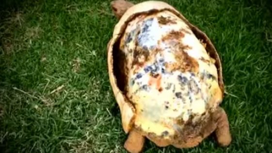 Tenacious Tortoise Loses Shell in Forest Fire, Gets 3D-Printed Peplacement
