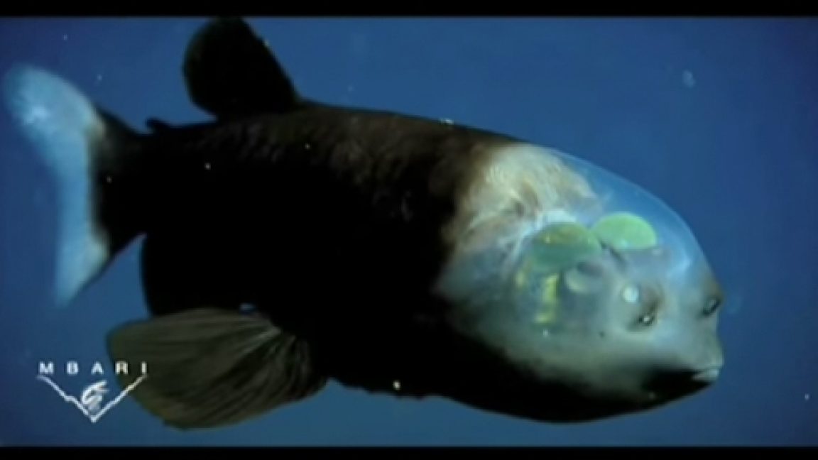 This Fish Has a Transparent Head