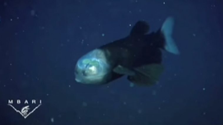 This Fish Has a Transparent Head