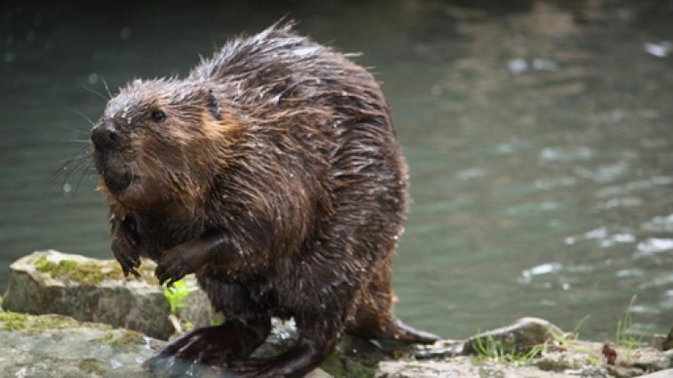 Angry Beaver Holds Man Hostage, 911 Thinks It's A Prank