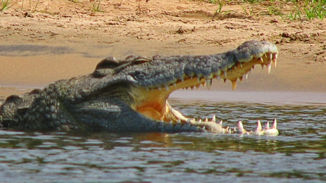 Nile Crocs Invading Florida, Humans To Blame
