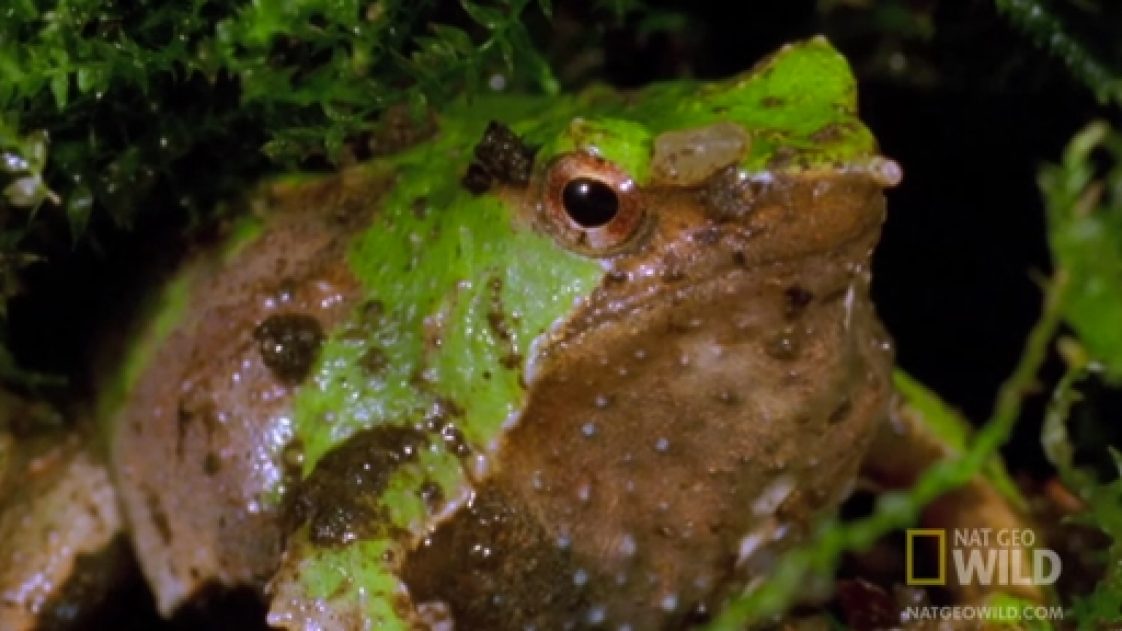 Freaky Father Frog "Spits Out" His Young