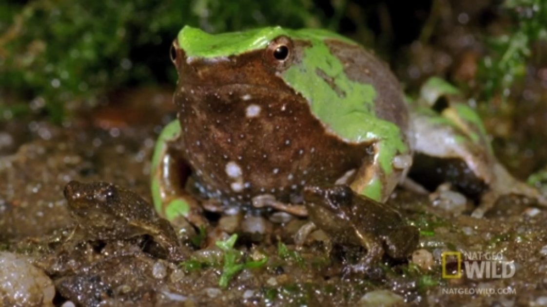 Freaky Father Frog "Spits Out" His Young