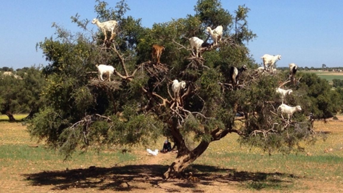 Meet the Moroccan Tree-Climbing Goats Whose Poop Powers an Industry (VIDEO)