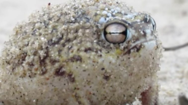 This Frog Has The Most Adorable Squeak (Listen!)