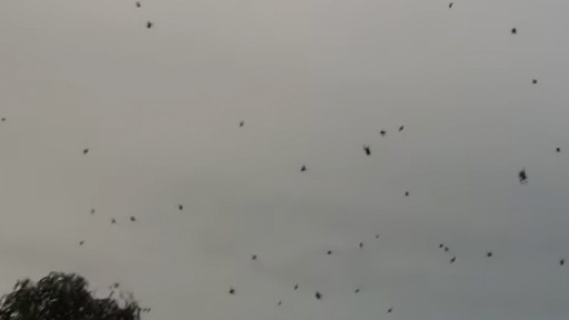 Spiders Rain Down from Sky [Video]