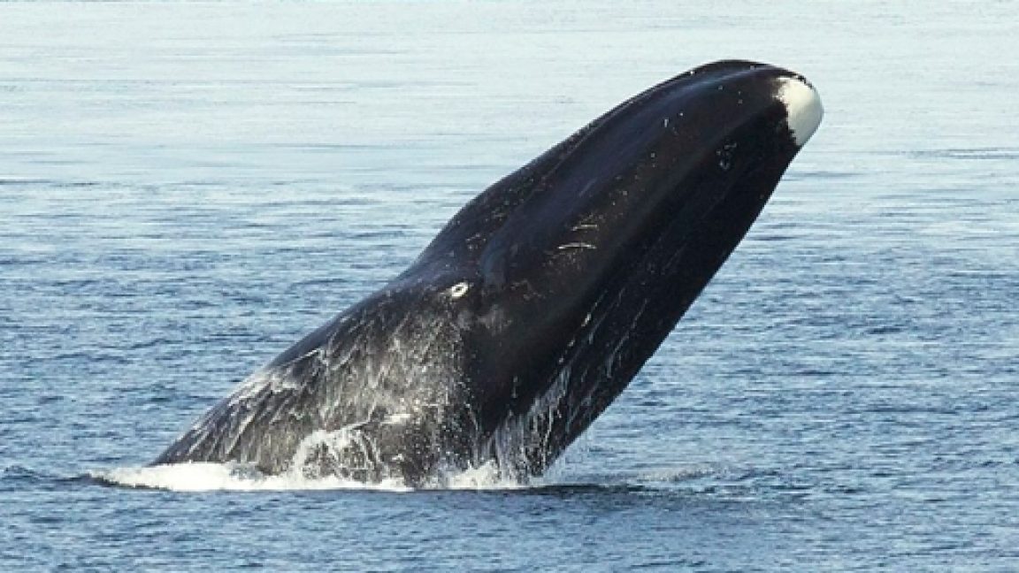 Bowhead Whales Live Up To 250 Years, Never Get Sick