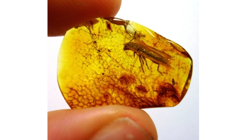 Armored Spider With Horned Fangs Discovered After 99 Million Years ...