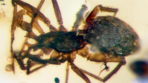 Armored Spider With Horned Fangs Discovered After 99 Million Years ...