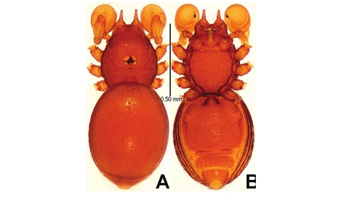 Armored Spider With Horned Fangs Discovered After 99 Million Years ...