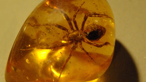 Armored Spider With Horned Fangs Discovered After 99 Million Years ...