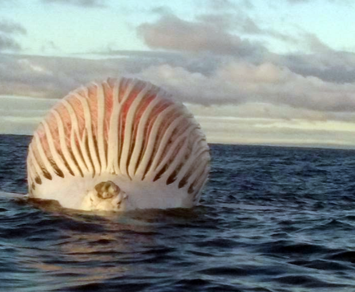 Mysterious Pink Blob Floating in Ocean