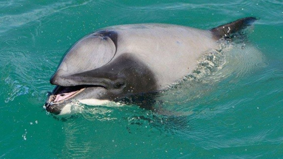 Mouth-Breathing Dolphin Is the First of Its Kind