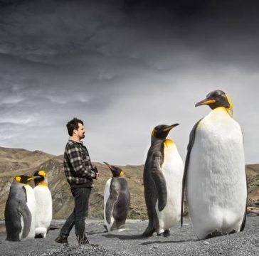 Extinct Colossus Penguin Was Nearly 7 Feet Tall