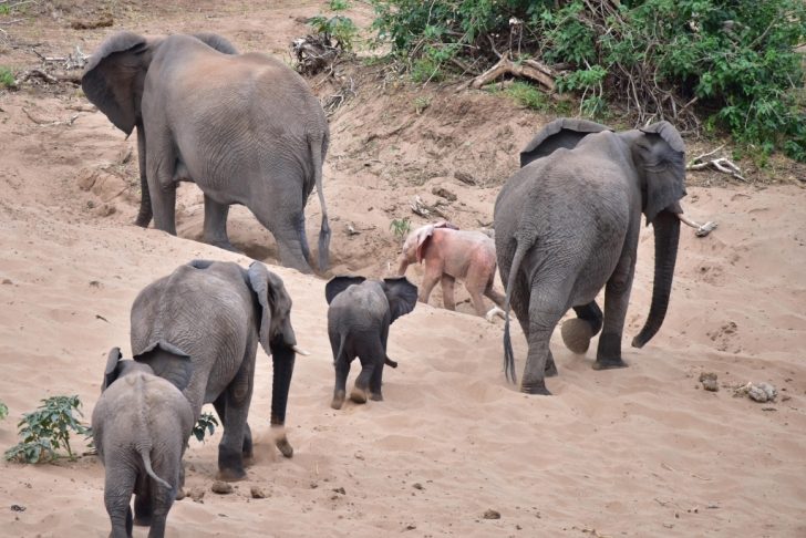 Rare "Pink" Elephant Calf Spotted In South Africa