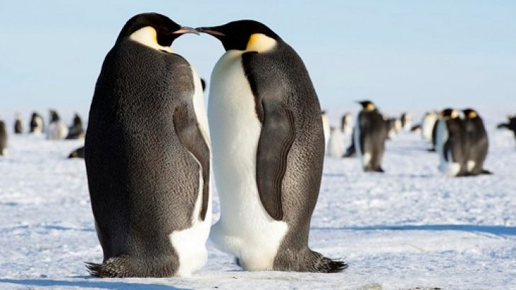 Extinct Colossus Penguin Was Nearly 7 Feet Tall
