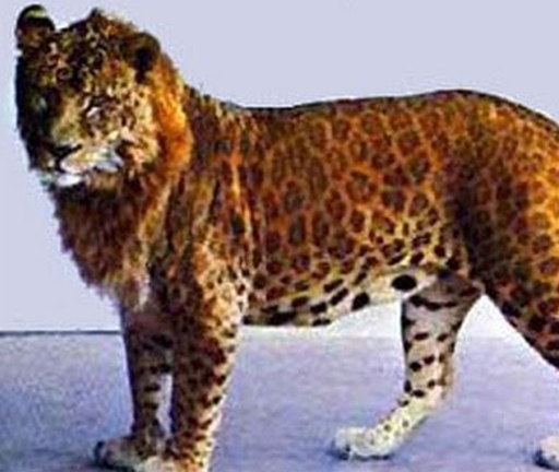 Bizarre and Amazing Animal Hybrids, from Killer Bees to Ligers