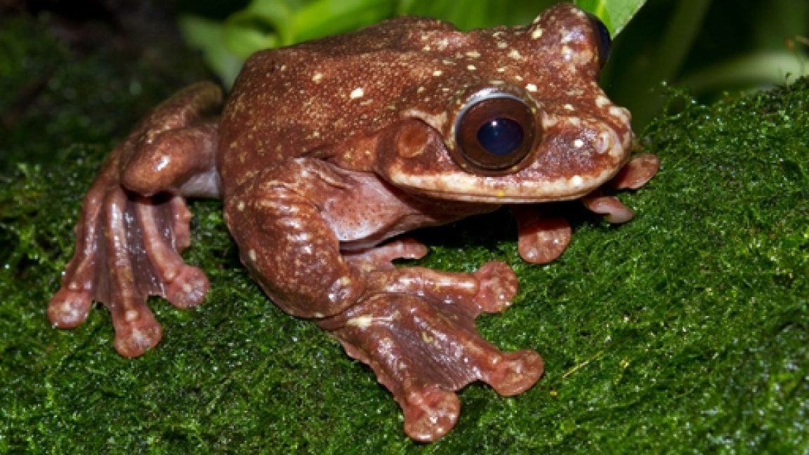 This Frog Just Went Extinct