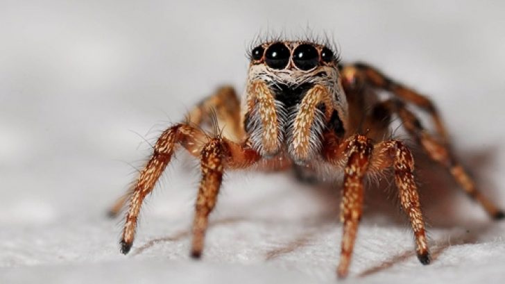 Spiders Can Hear You Talking From Across The Room