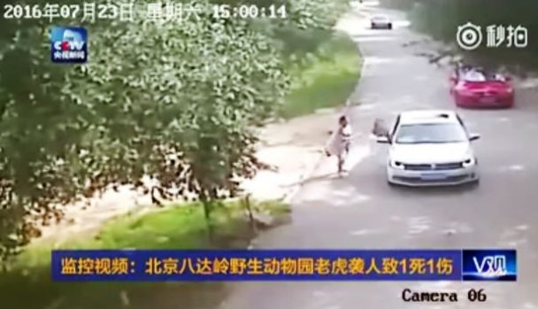 Woman Mauled By Tiger After Leaving Car in Wildlife Park