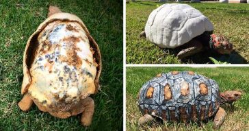 Bionic Wildlife: 3D Printing Technology Gives Animals A Second Chance