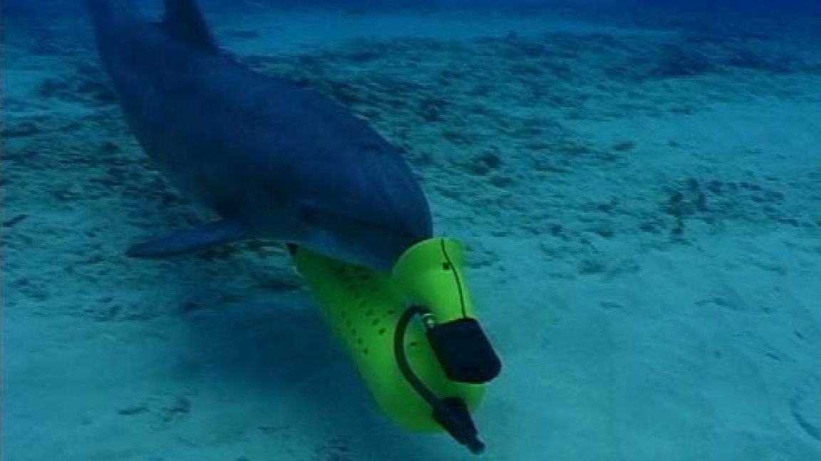Dolphins and Sea Lions Detect Bombs for US Navy