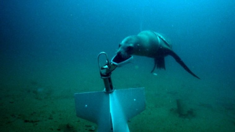 Dolphins and Sea Lions Detect Bombs for US Navy