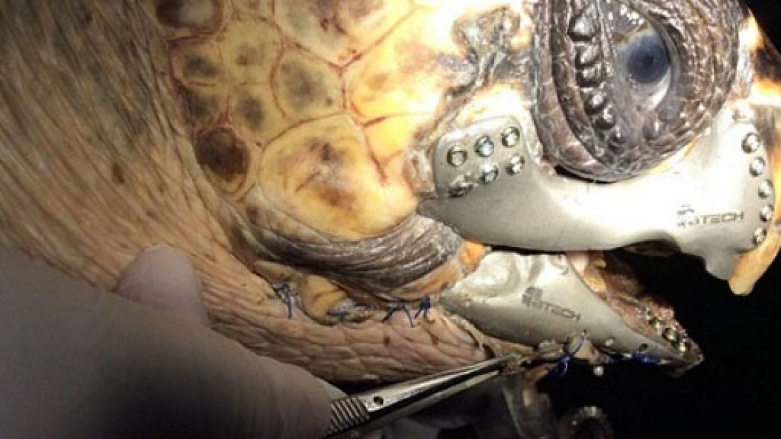 Bionic Wildlife: 3D Printing Technology Gives Animals A Second Chance