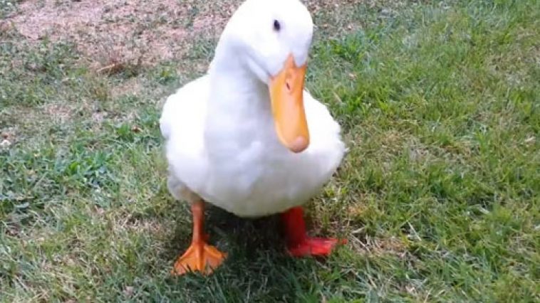 Bionic Wildlife: 3D Printing Technology Gives Animals A Second Chance