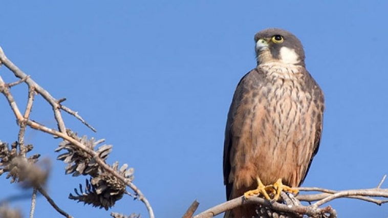 These Falcons Imprison Other Birds Before Eating Them
