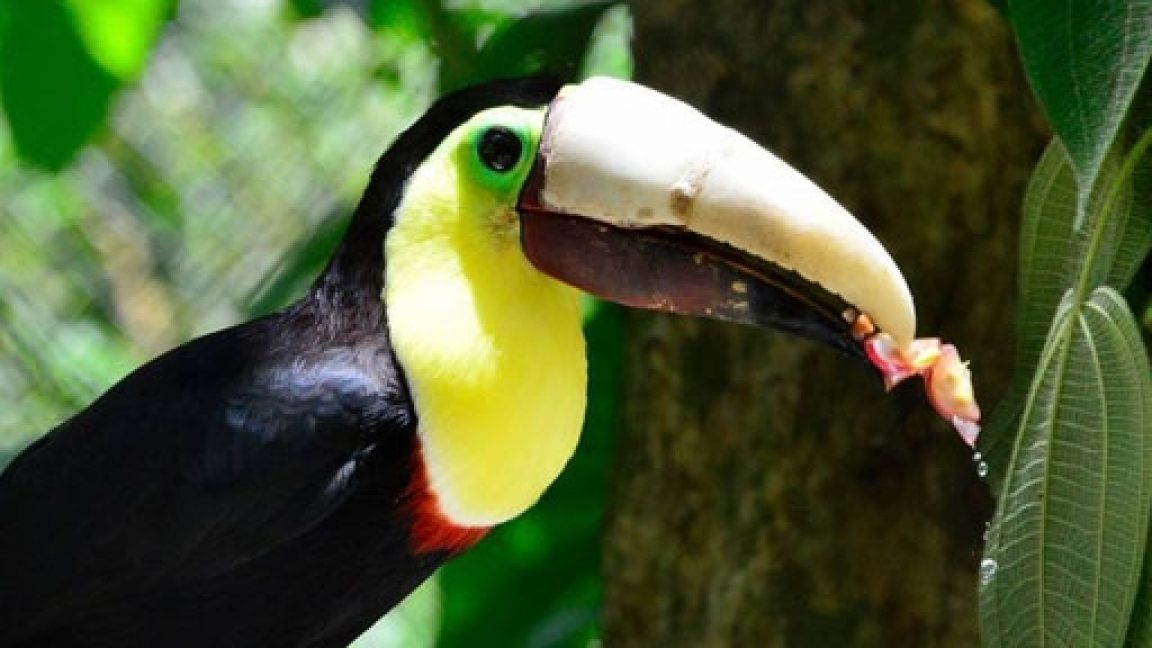 Bionic Wildlife: 3D Printing Technology Gives Animals A Second Chance