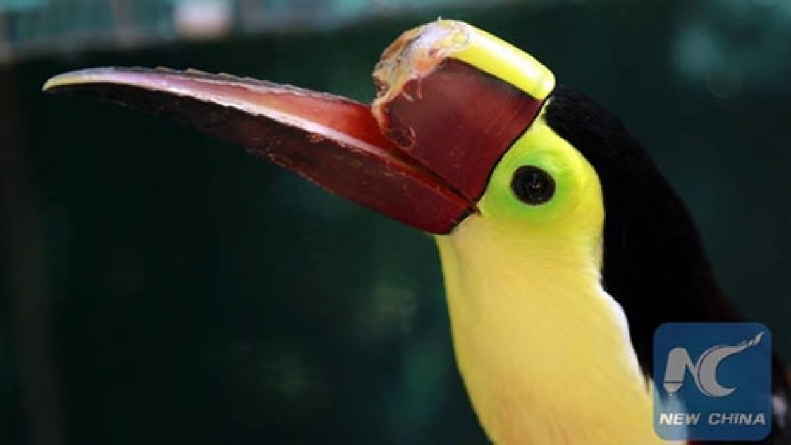 Bionic Wildlife: 3D Printing Technology Gives Animals A Second Chance