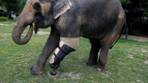 Bionic Wildlife: 3D Printing Technology Gives Animals A Second Chance