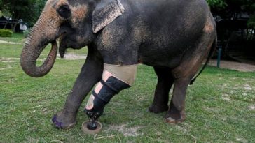 Bionic Wildlife: 3D Printing Technology Gives Animals A Second Chance