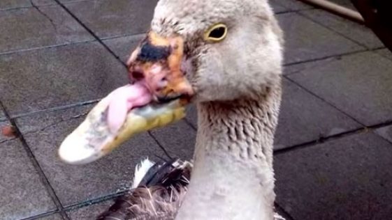 Bionic Wildlife: 3D Printing Technology Gives Animals A Second Chance